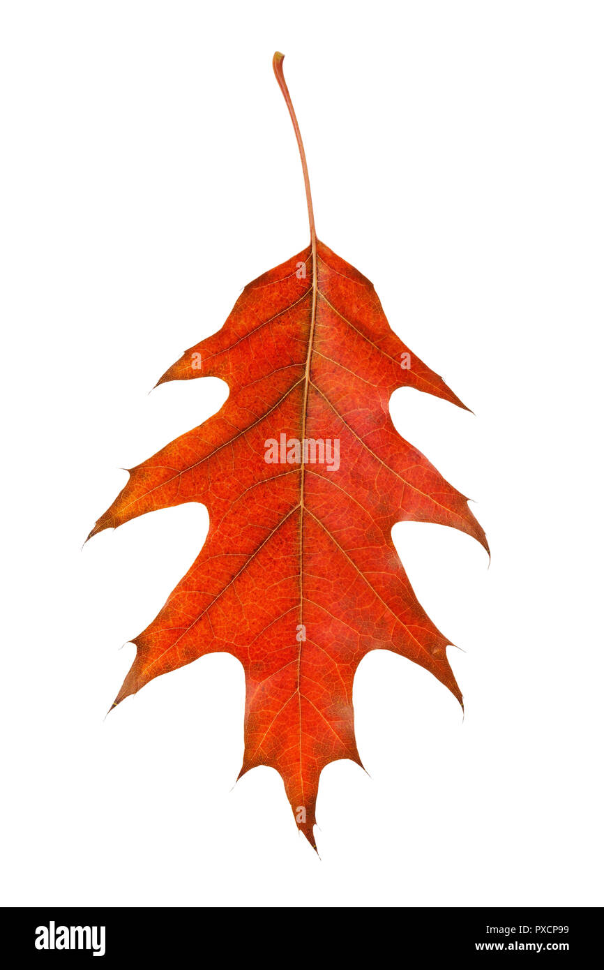 Red autumn maple leaf isolated on white background Stock Photo - Alamy