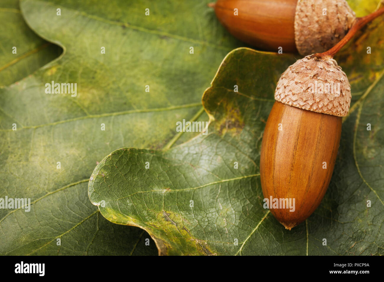 Ripe acorns hi-res stock photography and images - Alamy