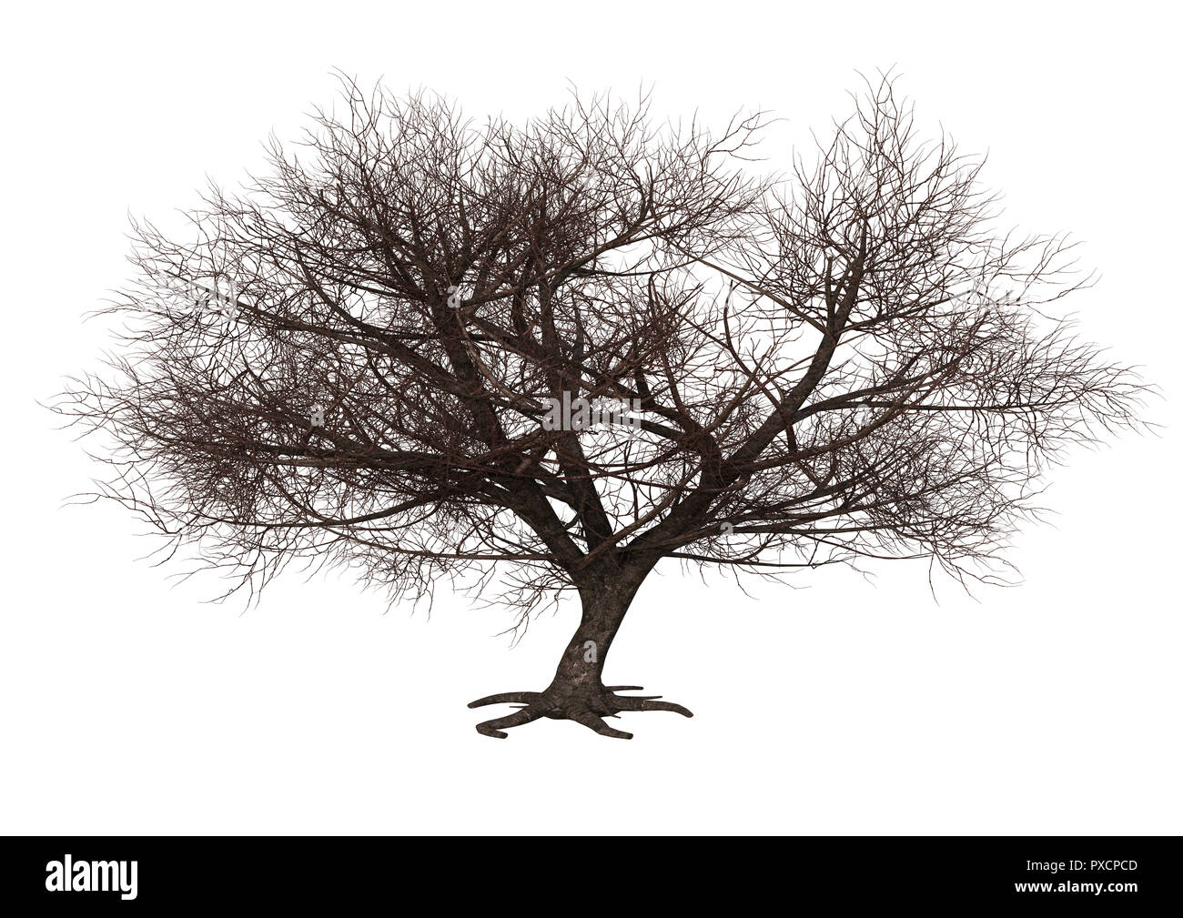 3D rendering of a leafless sakura tree isolated on white background ...