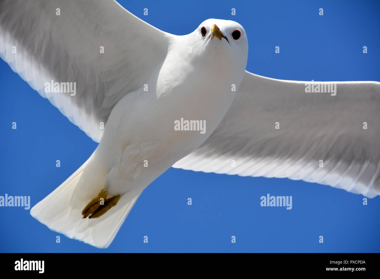 Flying seagull up close Stock Photo - Alamy