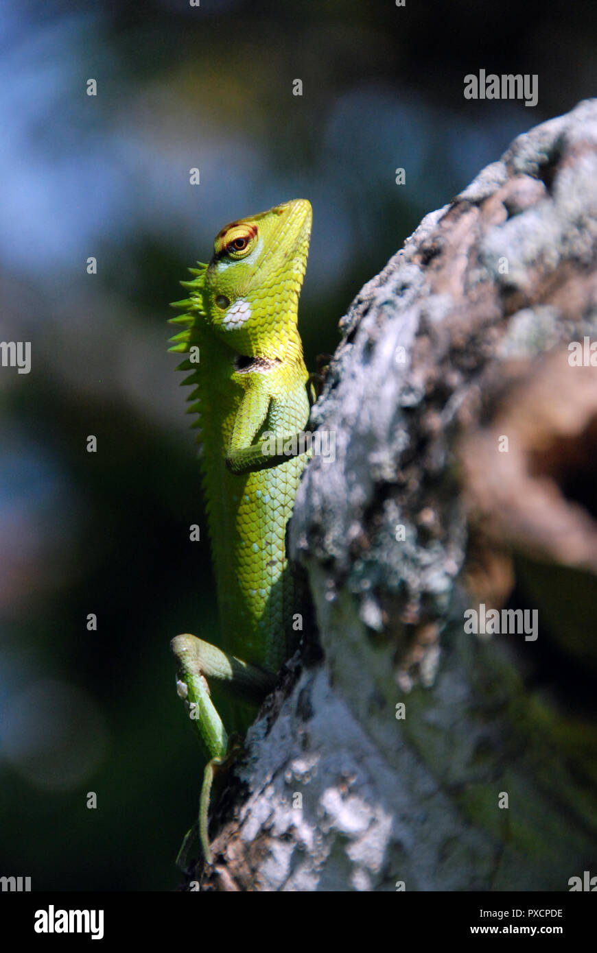 Lizard in the Sun Stock Photo - Alamy