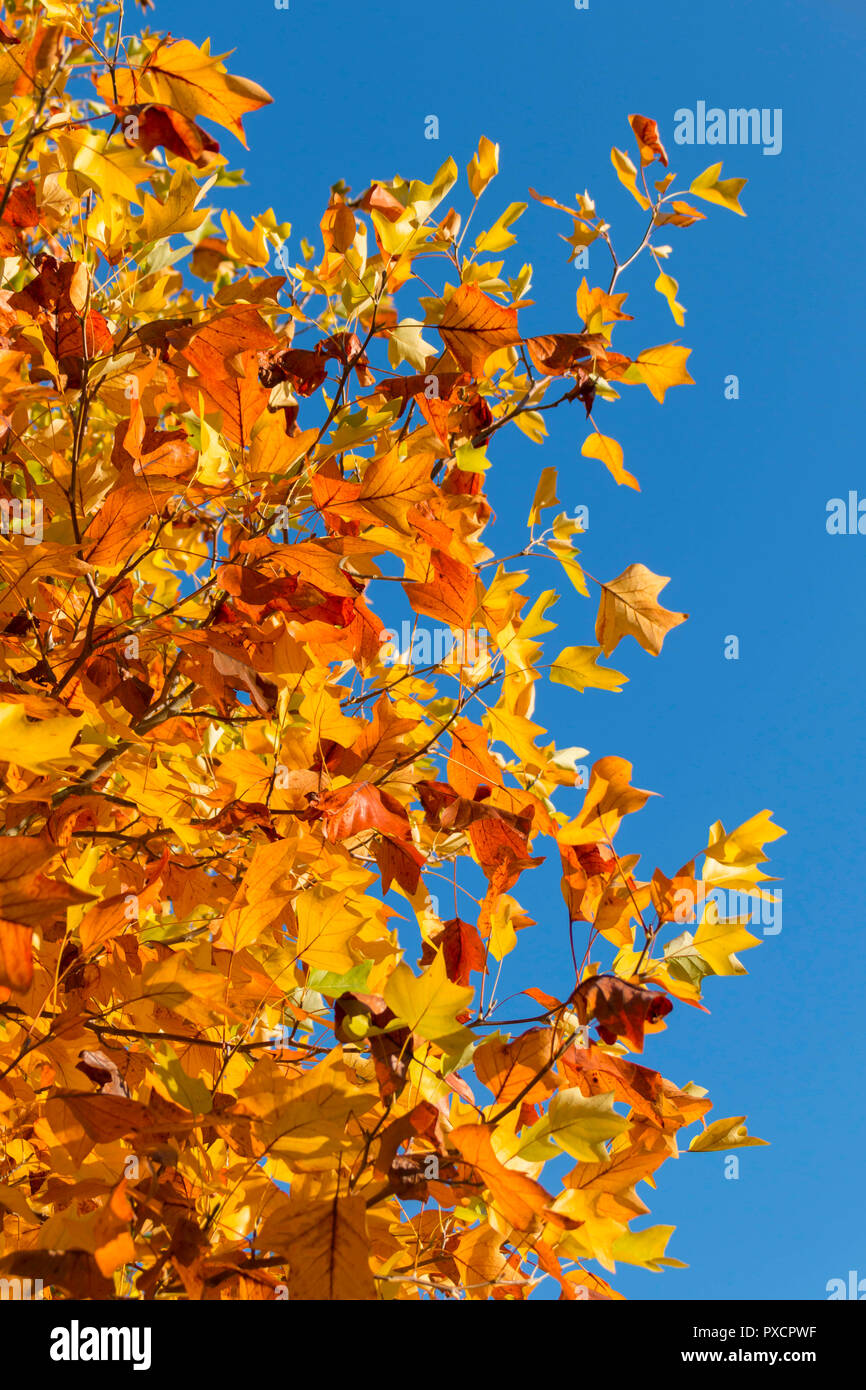 Red liquid amber leaves hi-res stock photography and images - Alamy