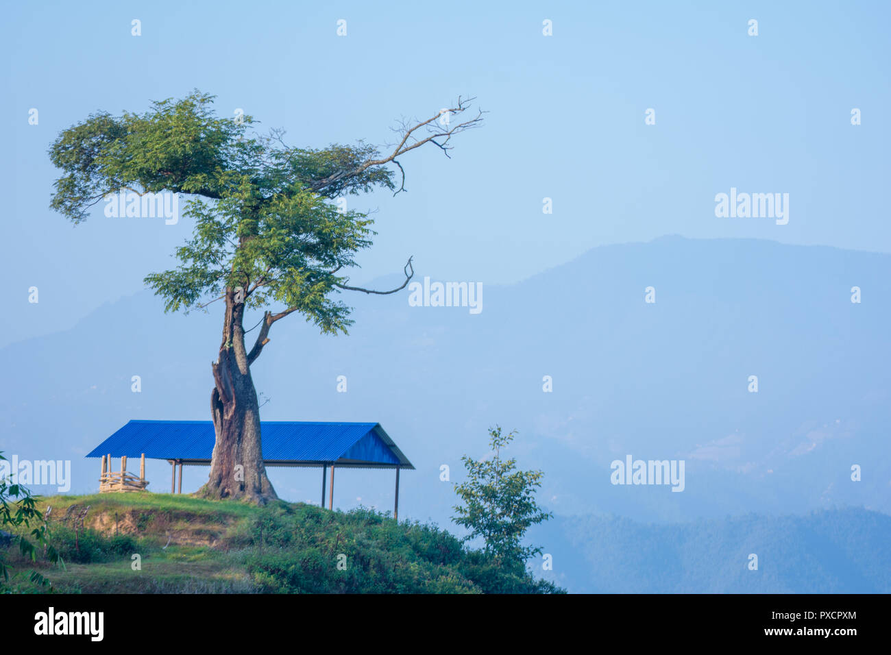 Hill top single tree Stock Photo - Alamy