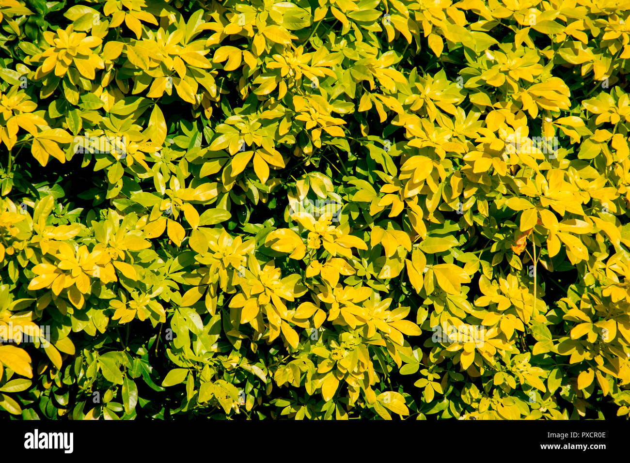 Beautiful autumn / fall leaves taken around Cardiff, South Wales, UK ...