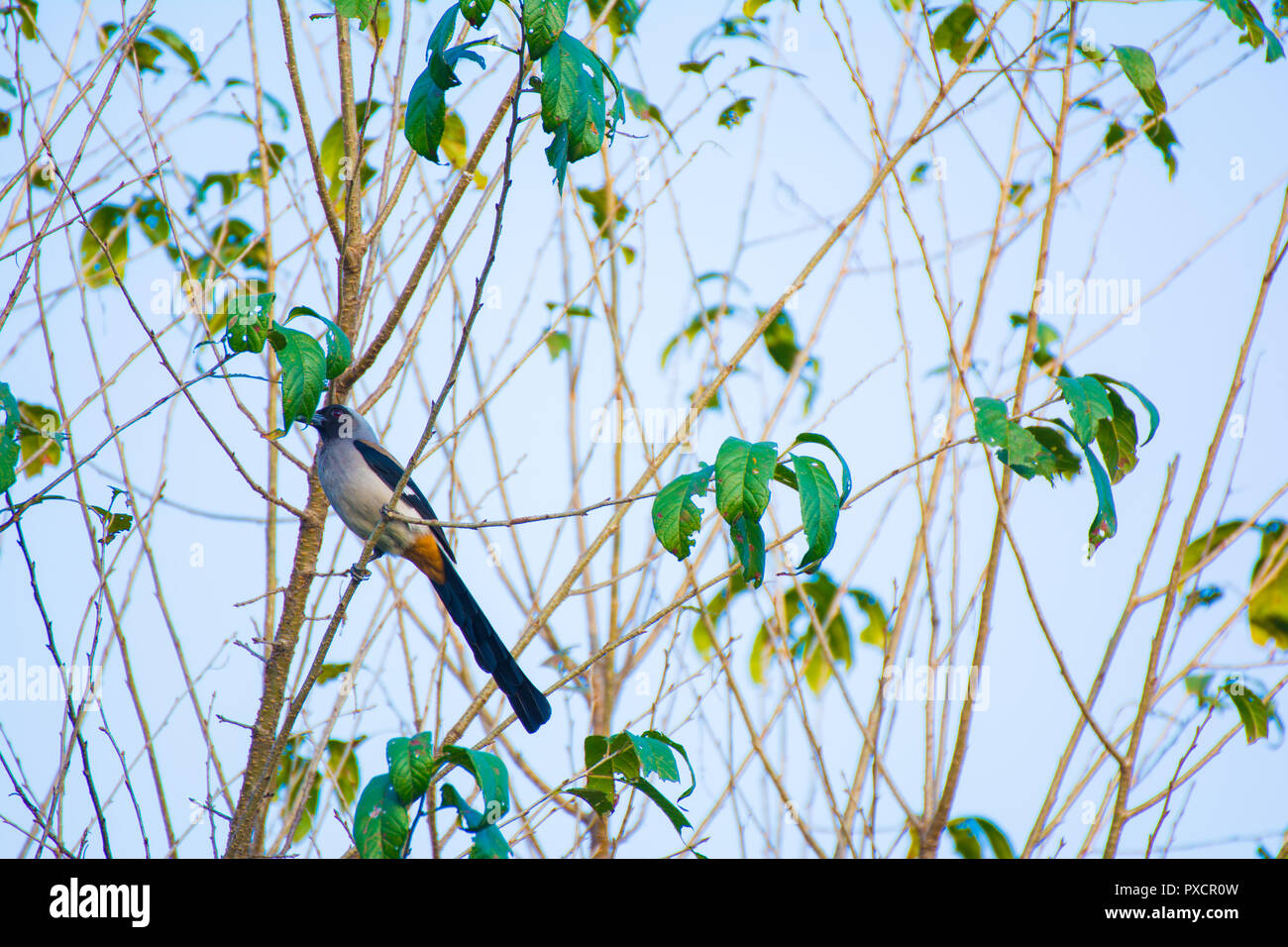Jungle rufous treepie hi-res stock photography and images - Alamy