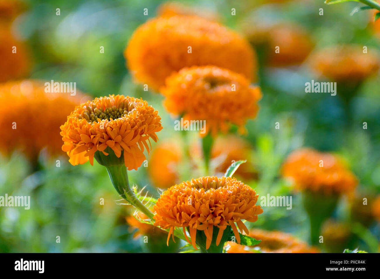 Marigold flower beautiful hi-res stock photography and images - Alamy