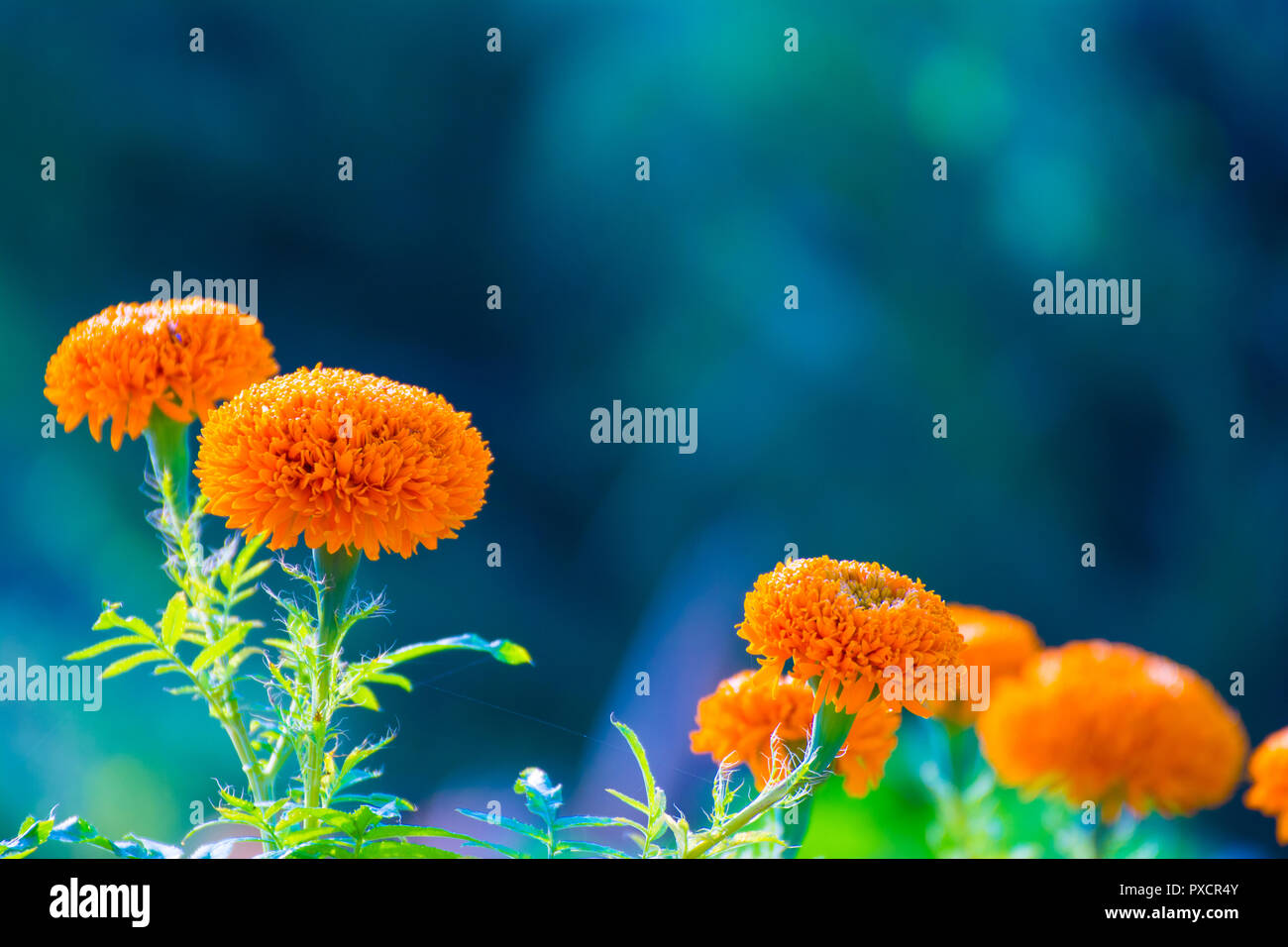 Marigold flower beautiful hi-res stock photography and images - Alamy