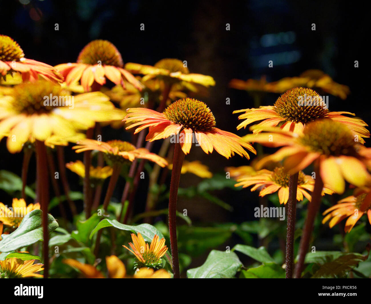 Getolympus hi-res stock photography and images - Alamy