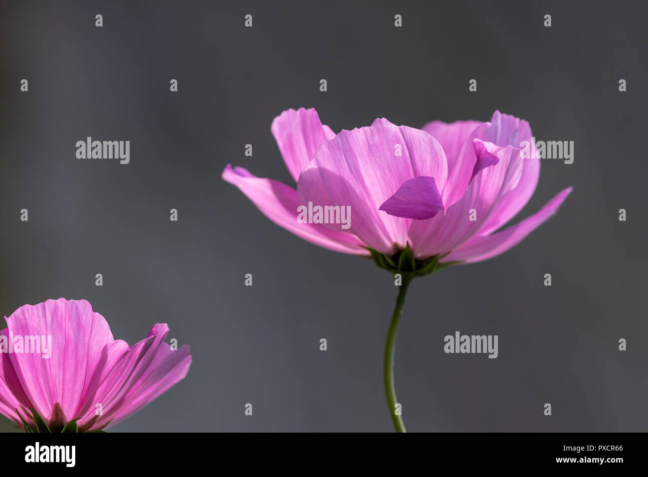 Pink flowers in the sun Stock Photo - Alamy