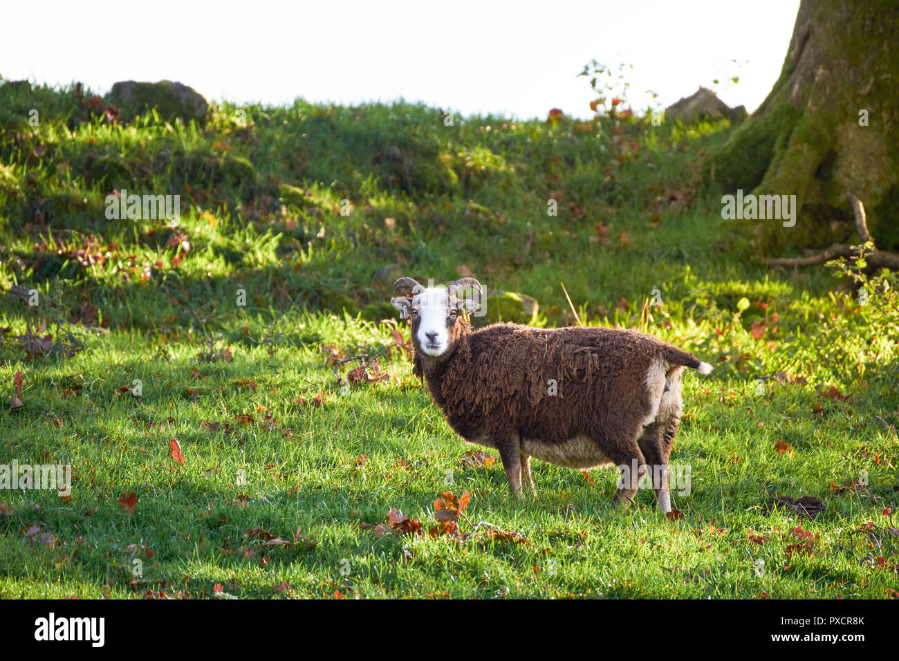 Welsh sheep sunset hi-res stock photography and images - Alamy