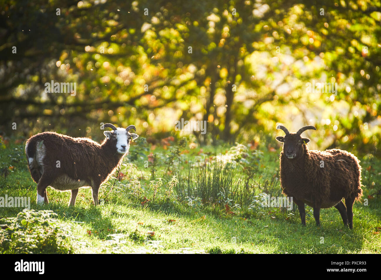 Welsh mountain sheep ram hi-res stock photography and images - Alamy