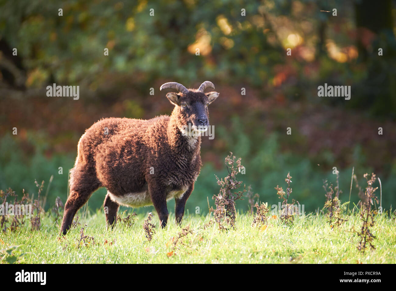 Welsh breed of sheep hi-res stock photography and images - Alamy