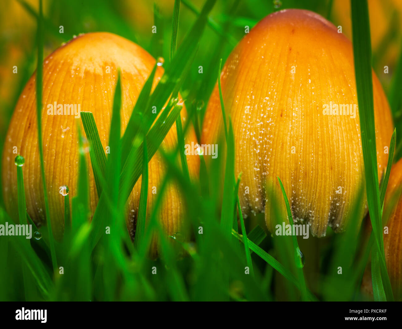 Mushrooms growing in garden soil hi-res stock photography and images ...