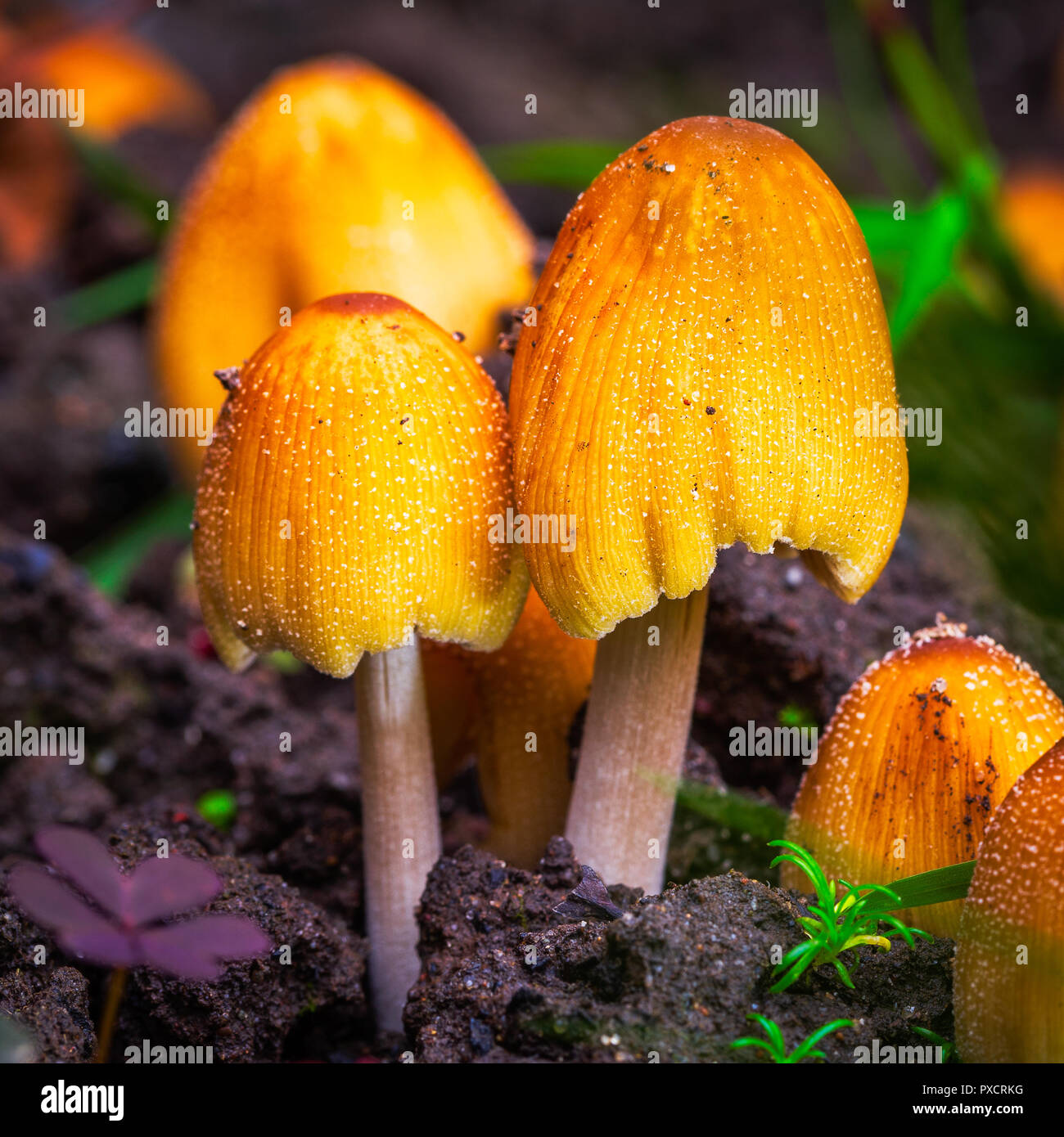 Fungi abstract hi-res stock photography and images - Alamy