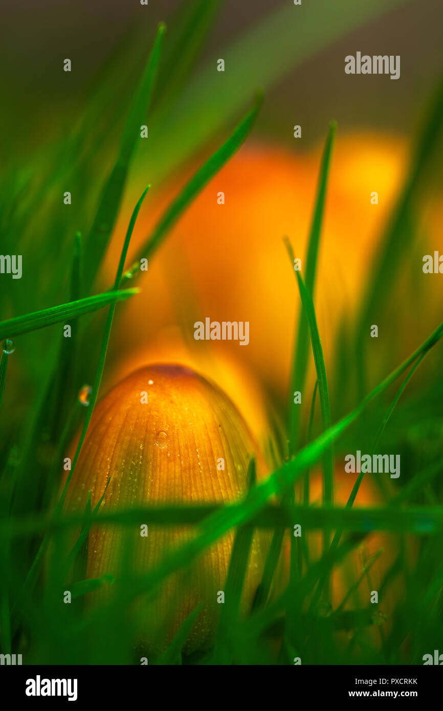 Garden fungi hi-res stock photography and images - Alamy