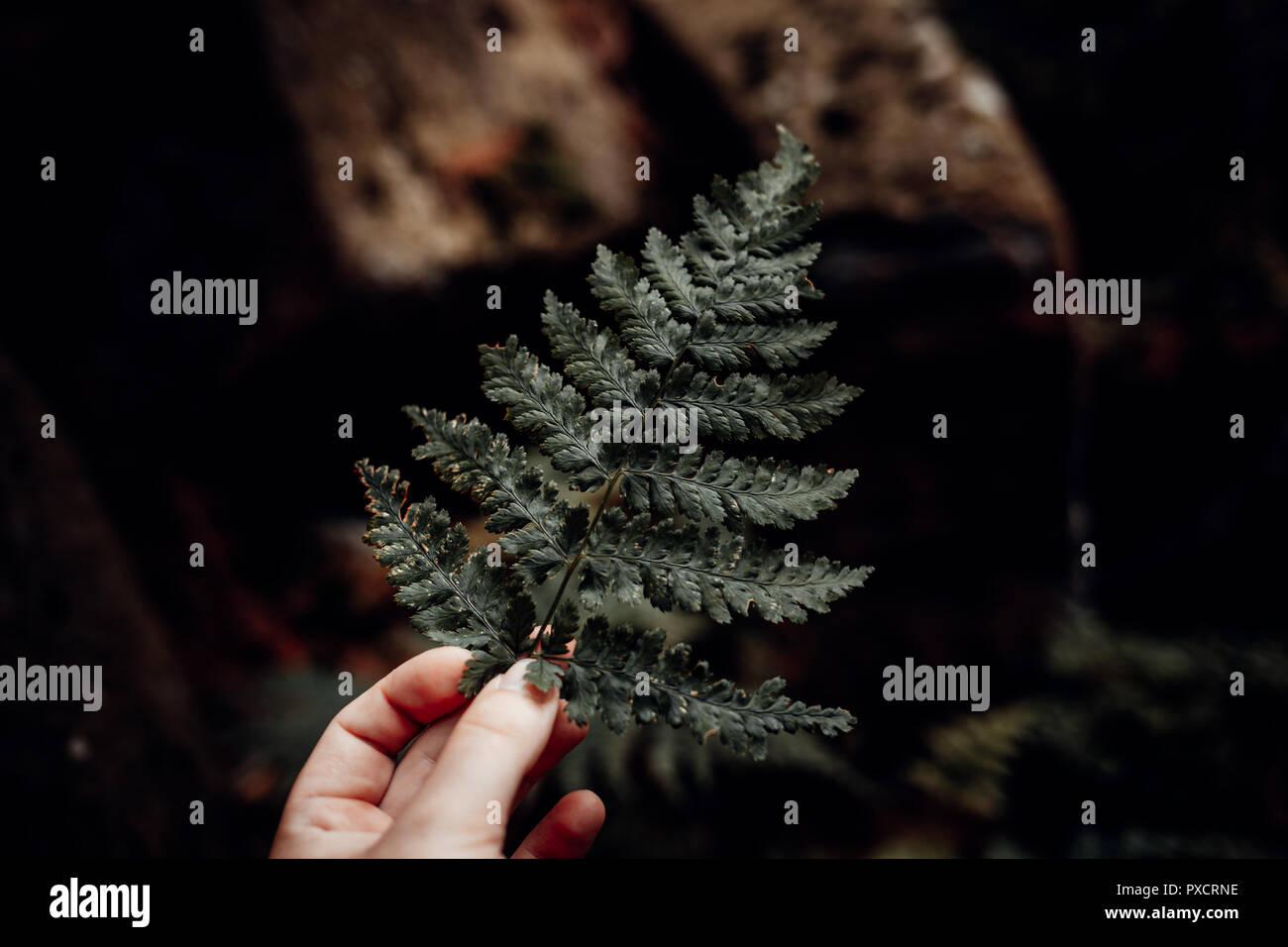 Man by a tree fern man by a tree fern hi-res stock photography and ...