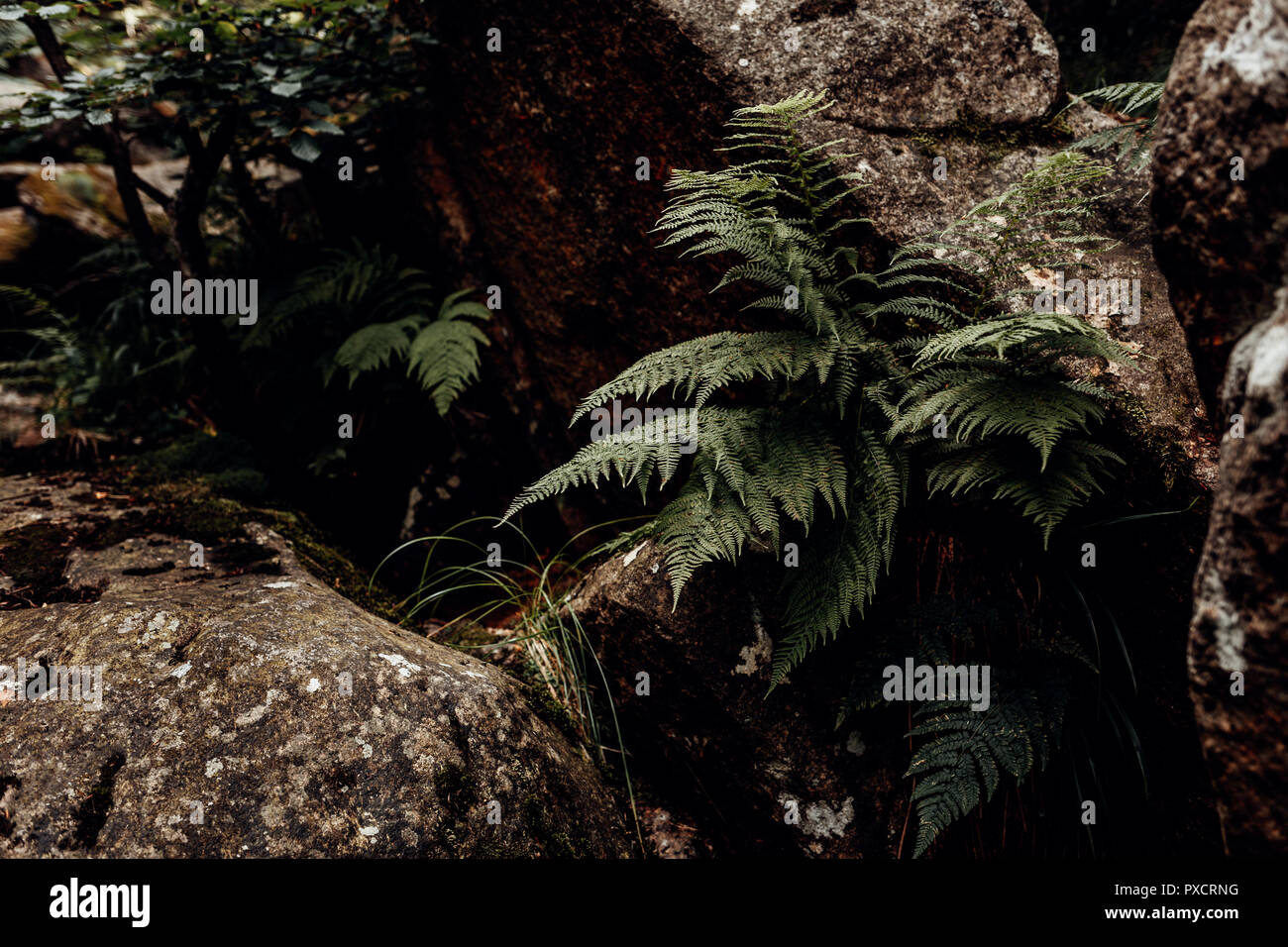 Small fern hi-res stock photography and images - Alamy