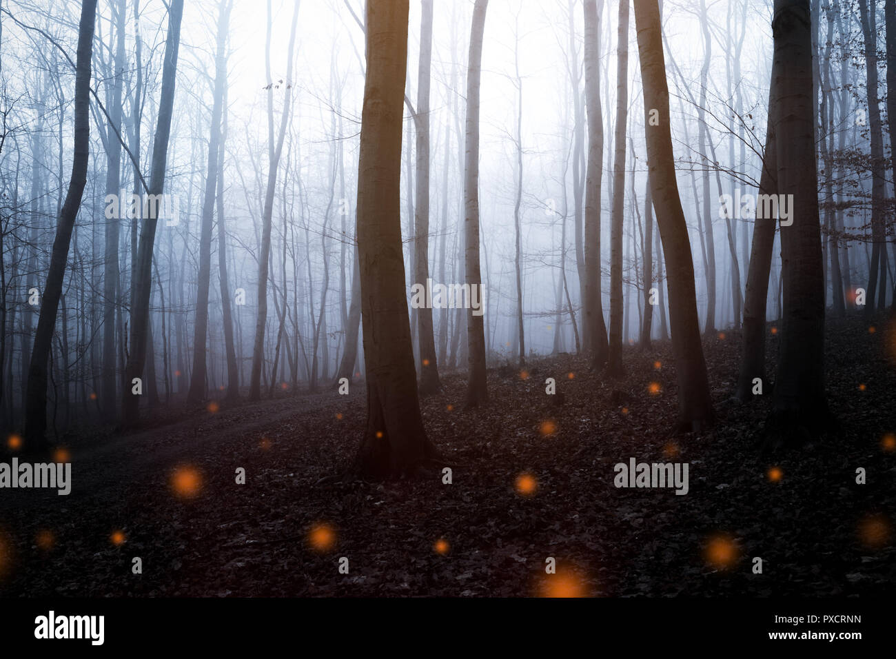 Mystic light in the dark forest with fireflies Stock Photo - Alamy