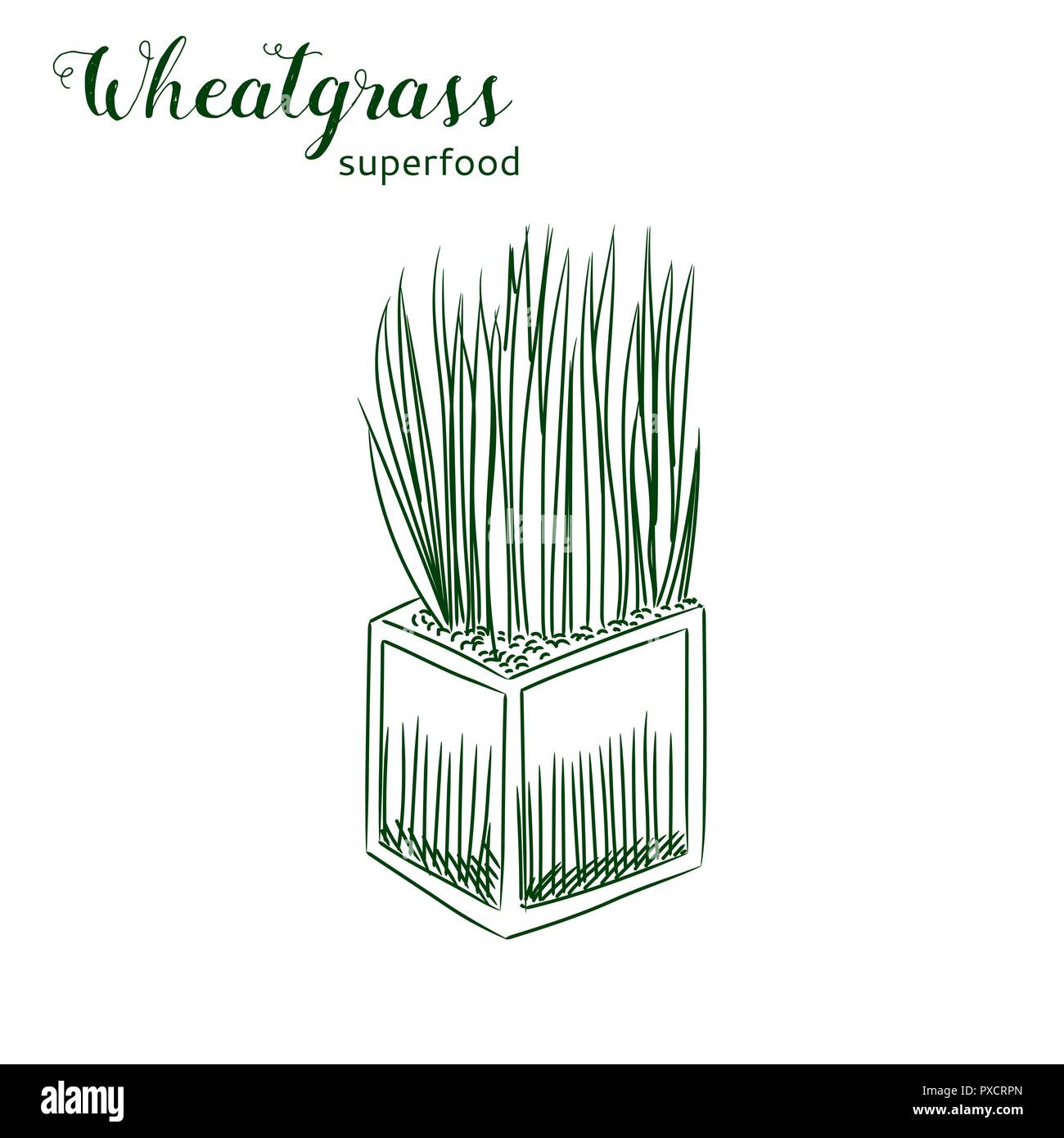 Wheat grass hand drawn sketch isolated on white background. Growing box ...
