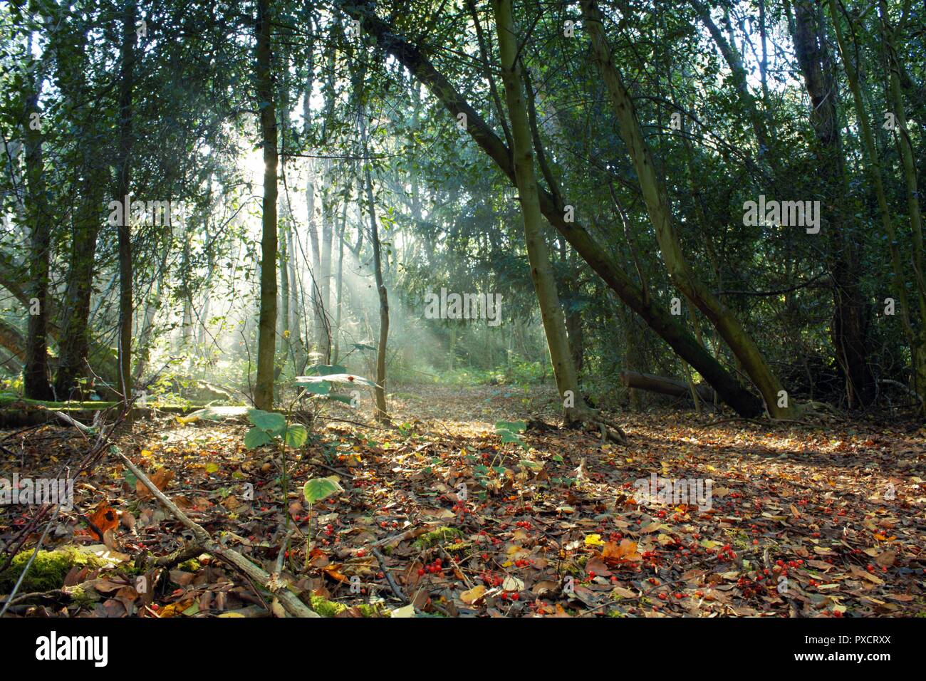 Morning sunlight shining through woodland trees onto leafy path Stock ...