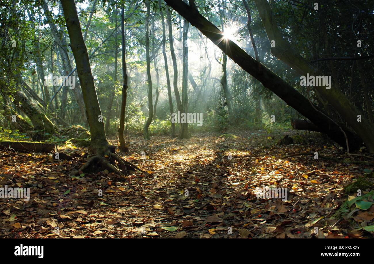 Morning sunlight over fallen leaves hi-res stock photography and images ...