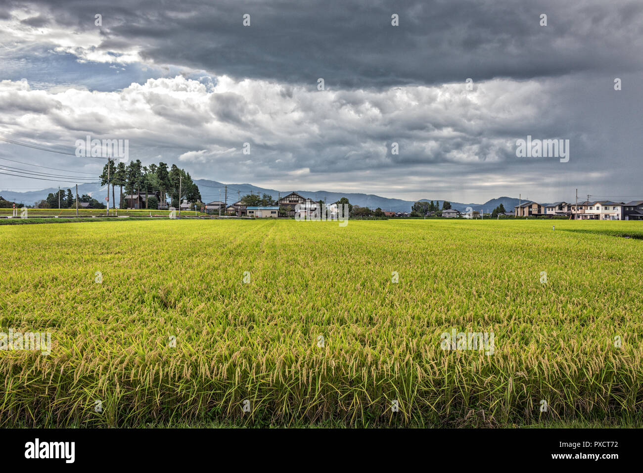 Rice field in summer, under storm clouds, Kanazawa, Ishikawa Prefecture ...