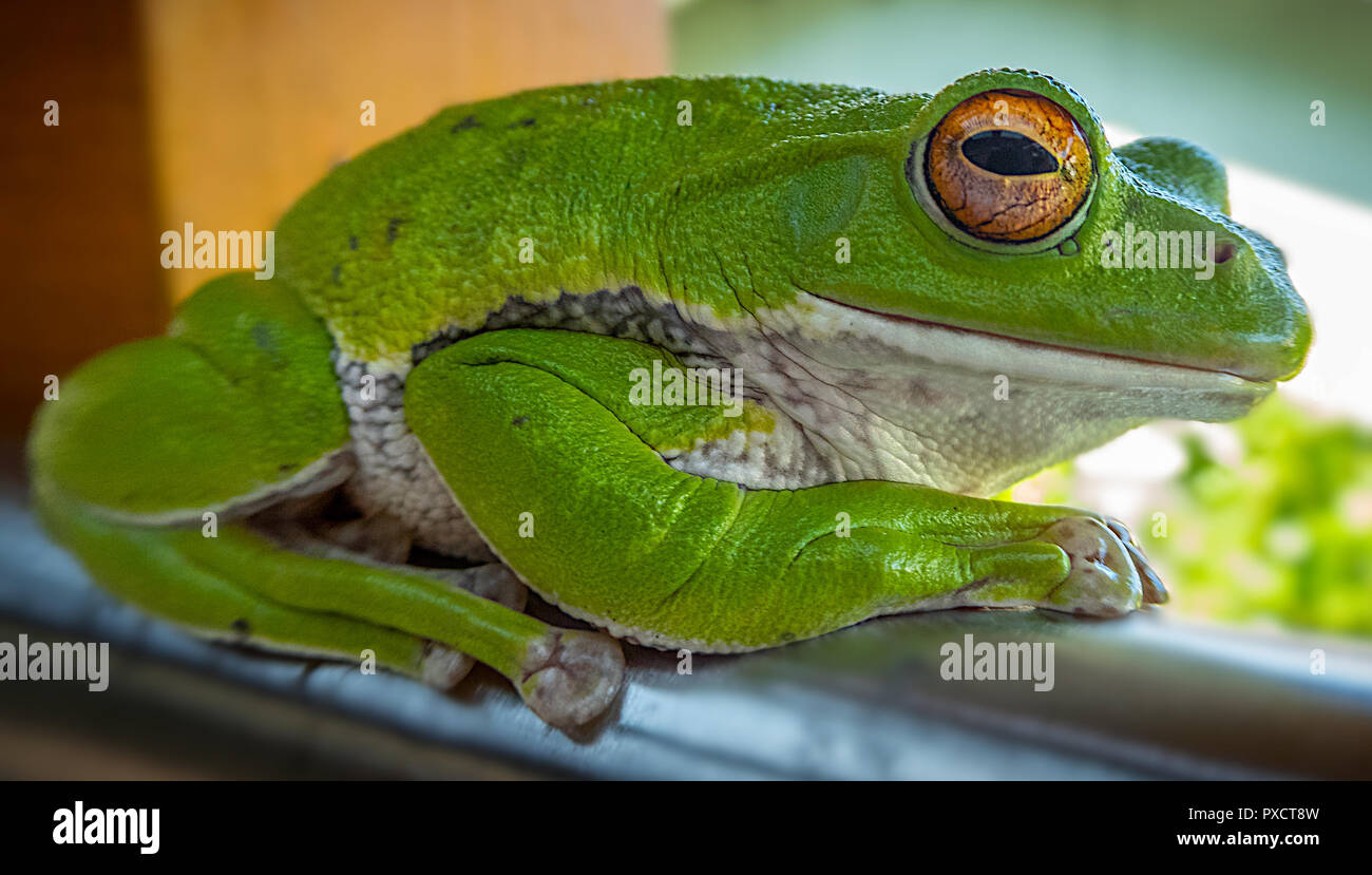 Japanese tree frog hi-res stock photography and images - Alamy