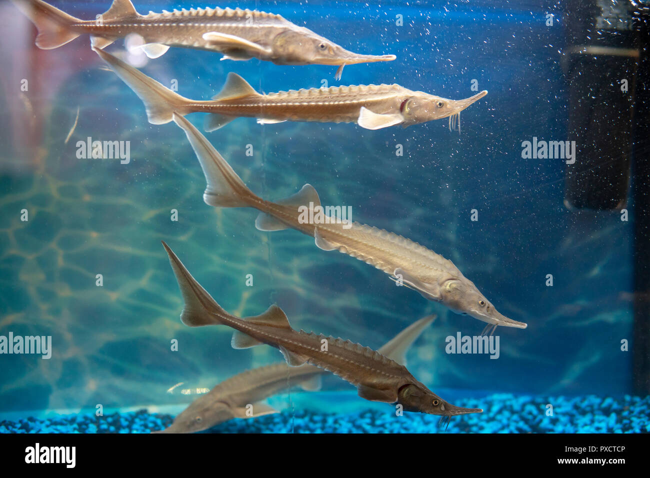 Blue sturgeon fish hi-res stock photography and images - Alamy