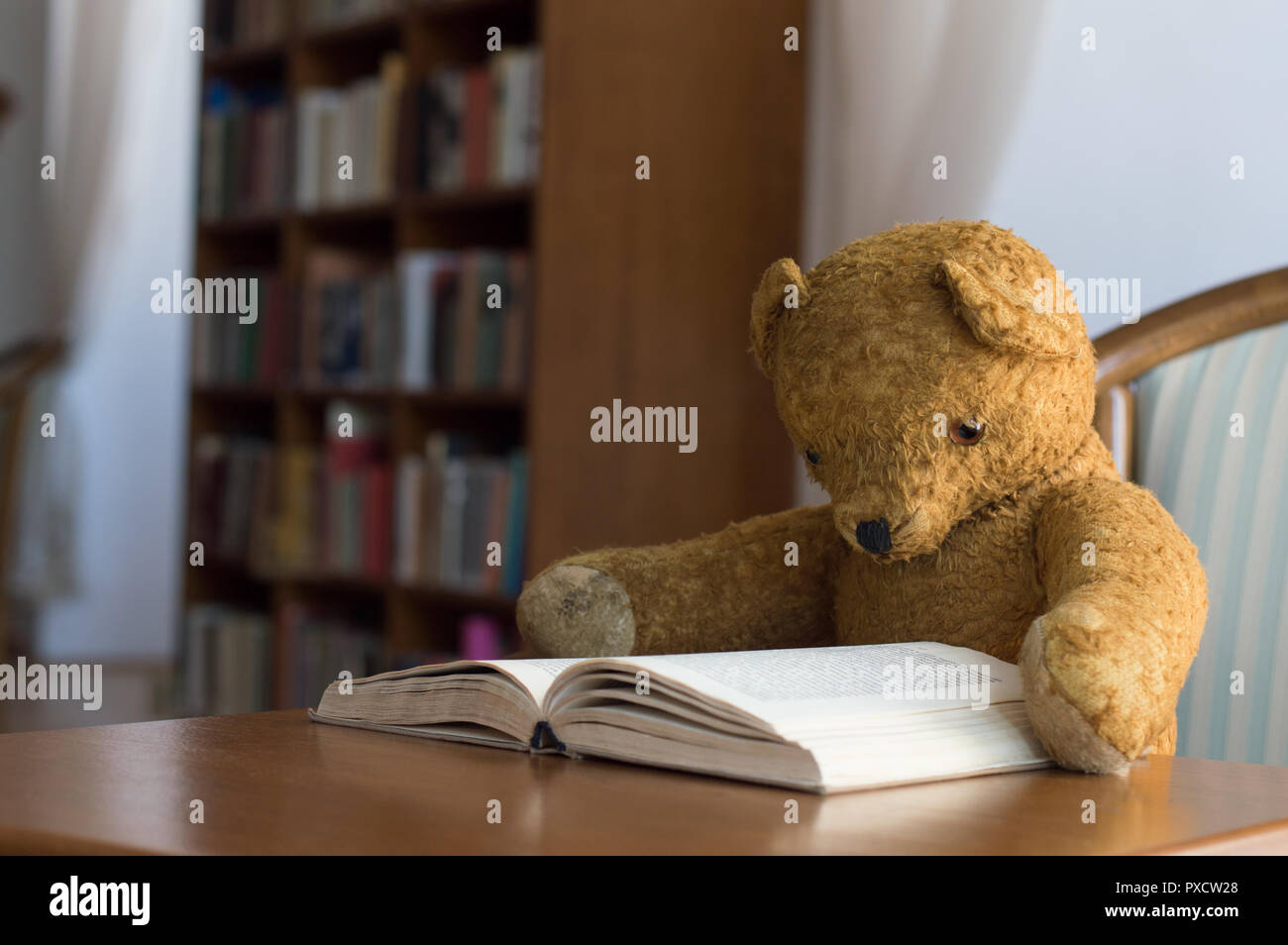 Teddy bear reads a book in the library - studying scene Stock Photo - Alamy