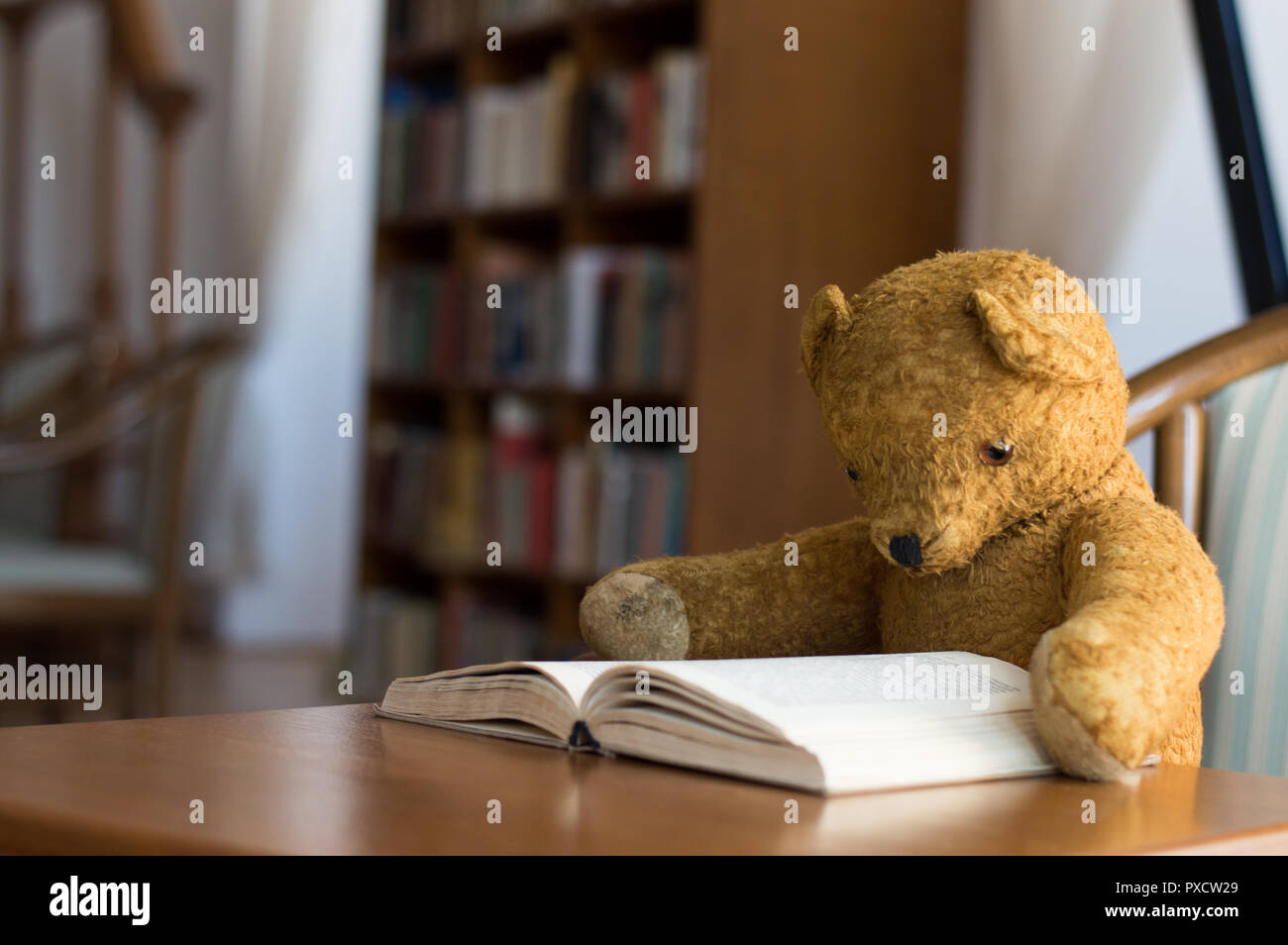 Teddy bear reads a book in the library - studying scene Stock Photo - Alamy