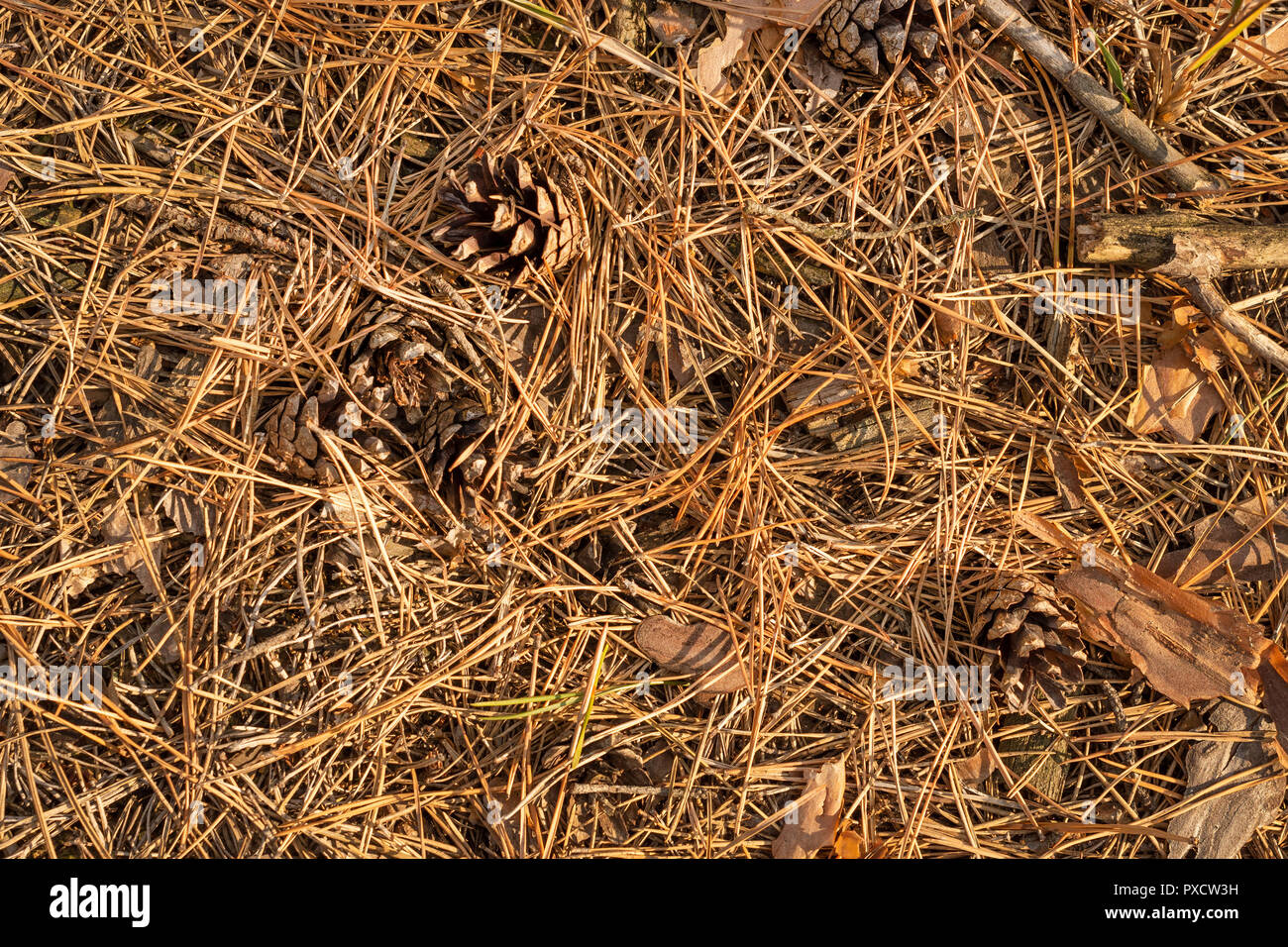 Fallen cones and spruce needles in the fall lie on the grass and moss ...