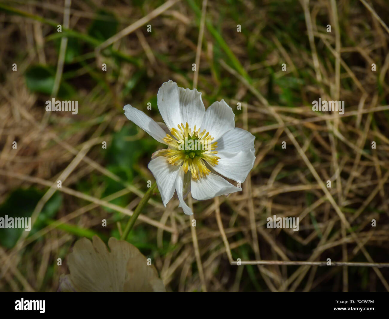 Close up white flower of Ranunculus crenatus n Pelister National Park ...