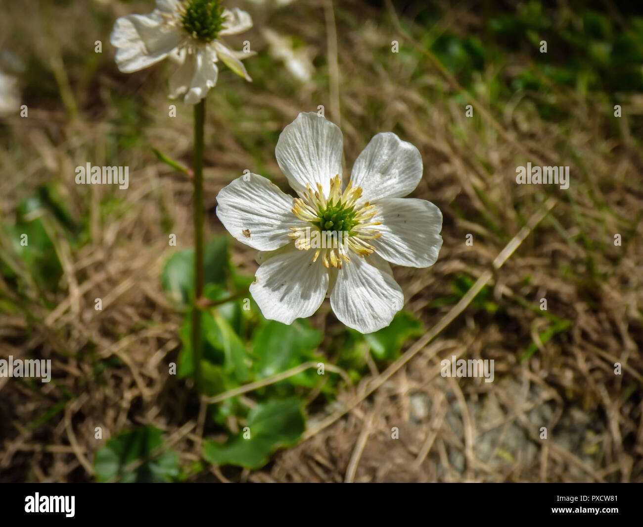 Close up white flower of Ranunculus crenatus n Pelister National Park ...
