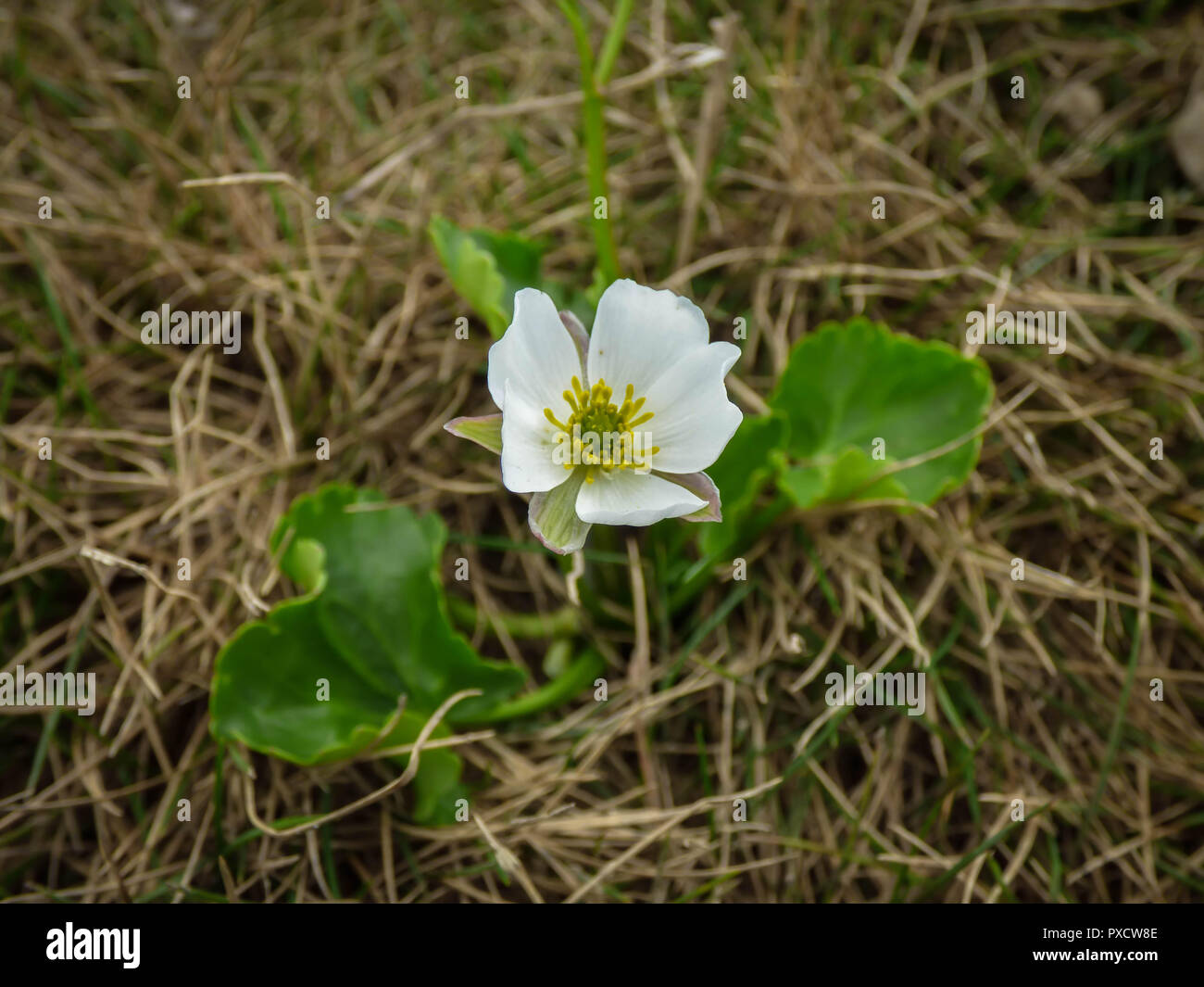 Close up white flower of Ranunculus crenatus n Pelister National Park ...