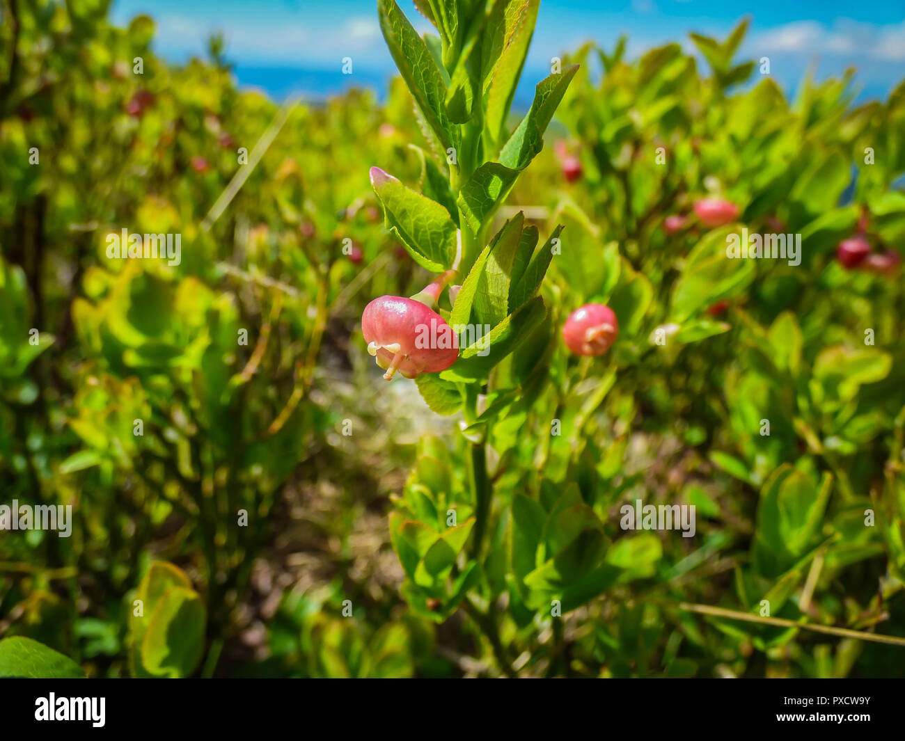 Wimberry hi-res stock photography and images - Alamy