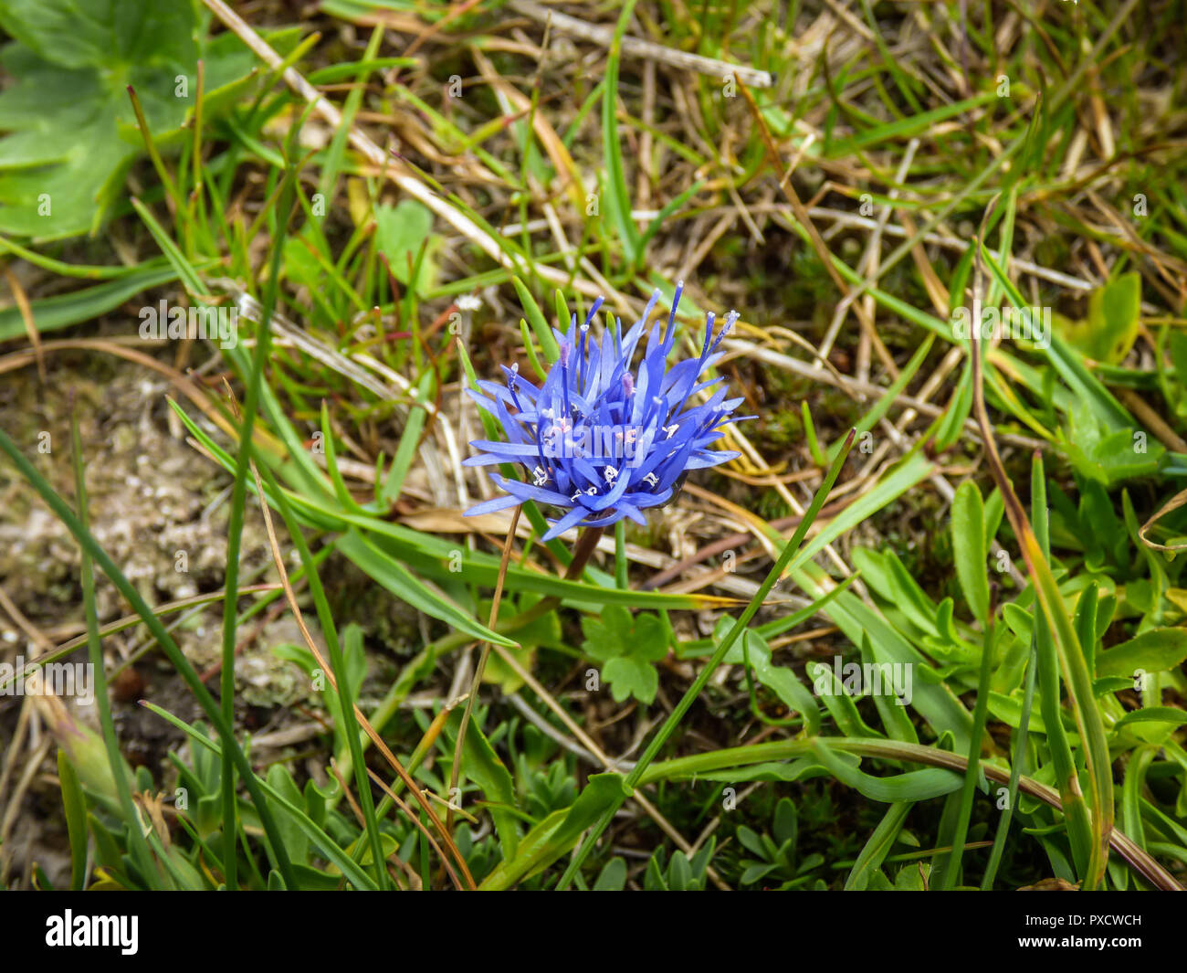Blue flowers of Jasione montana in Pelister National Park in Macedonia ...