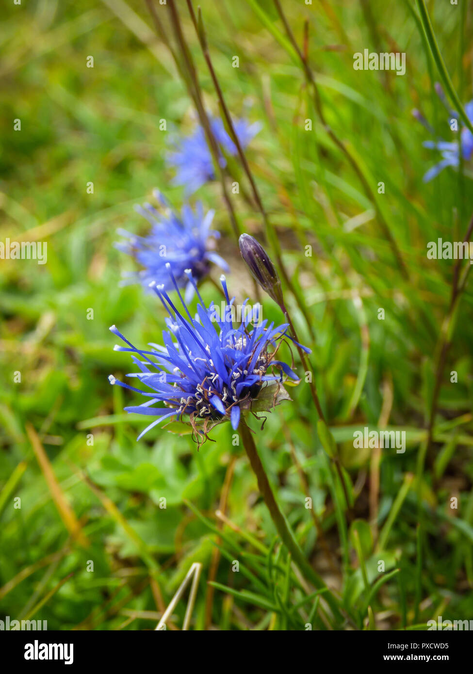 Blue flowers of Jasione montana in Pelister National Park in Macedonia ...