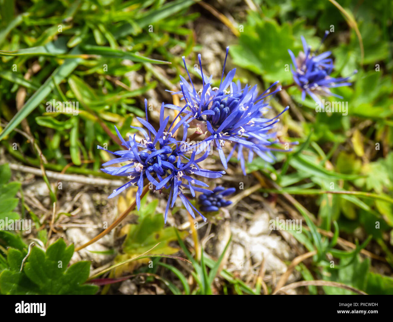Blue flowers of Jasione montana in Pelister National Park in Macedonia ...