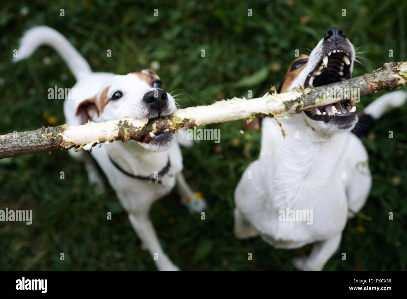 Jack russells fight over stick Stock Photo - Alamy