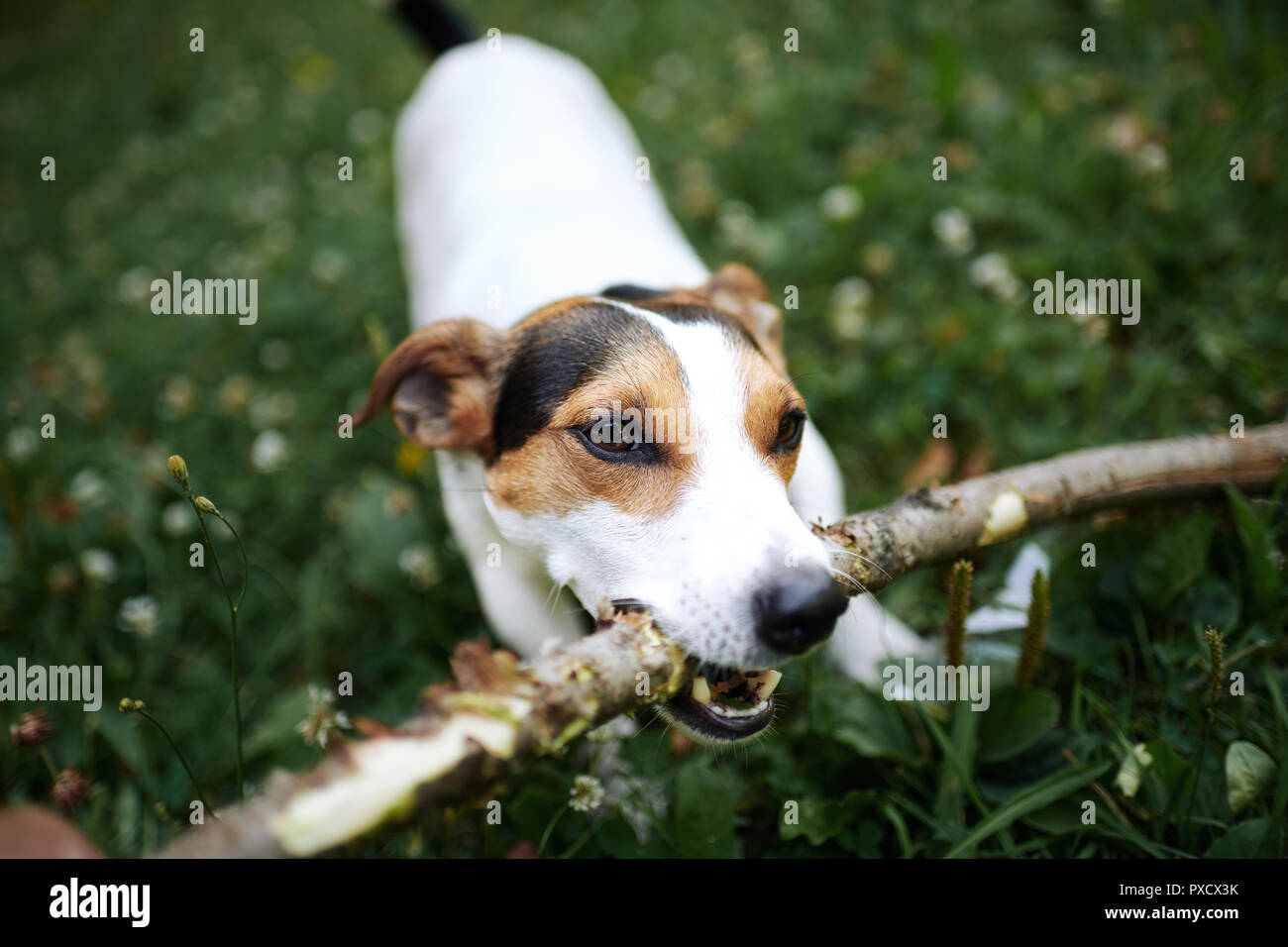 Jack russell fight over stick Stock Photo - Alamy
