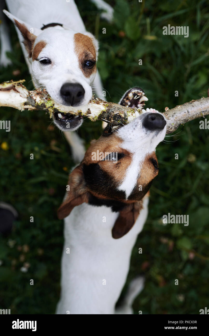 Jack russells fight over stick Stock Photo - Alamy