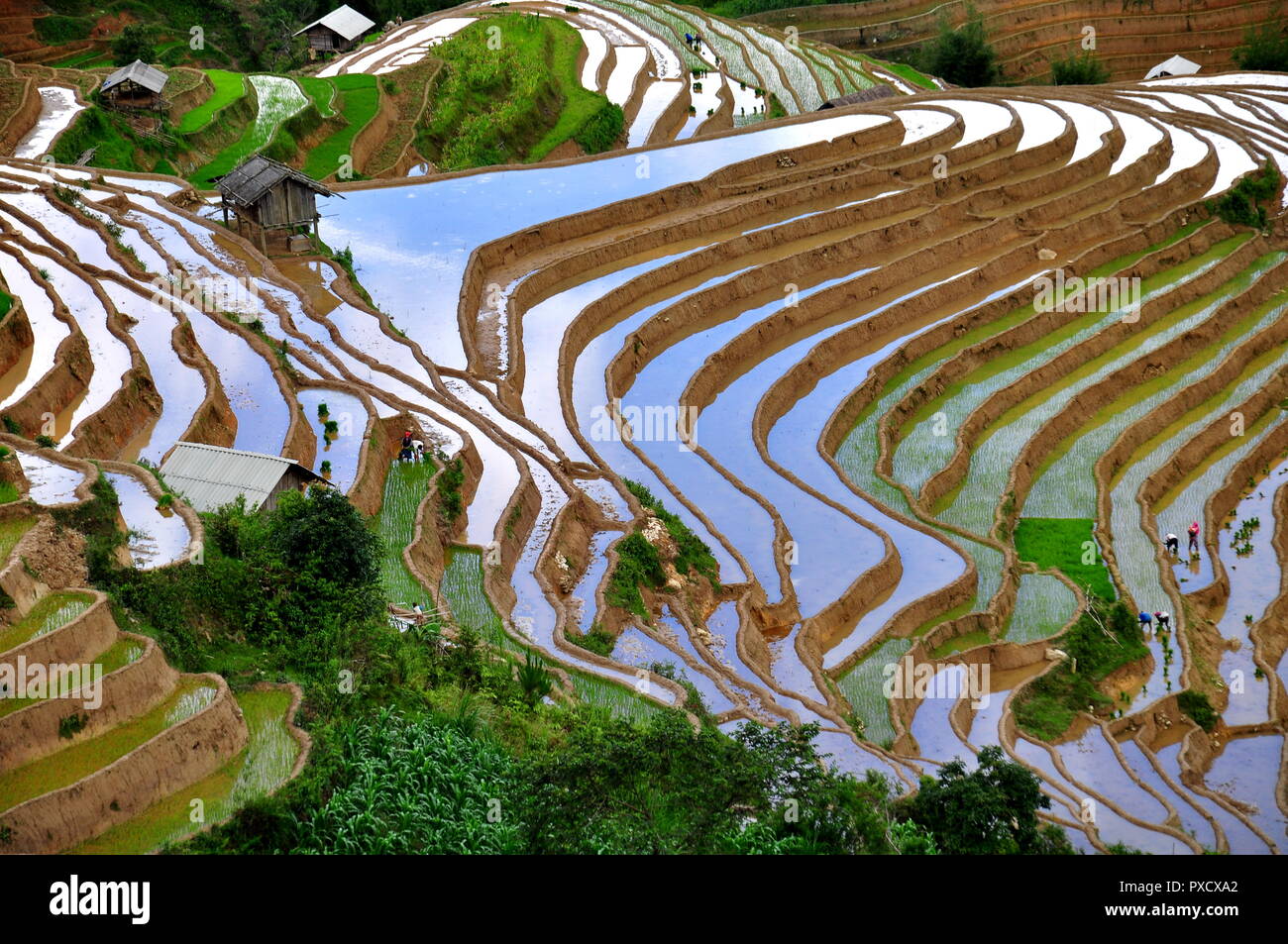 rice terraces Mu Cang Chai - the wonders of the farmers Stock Photo - Alamy