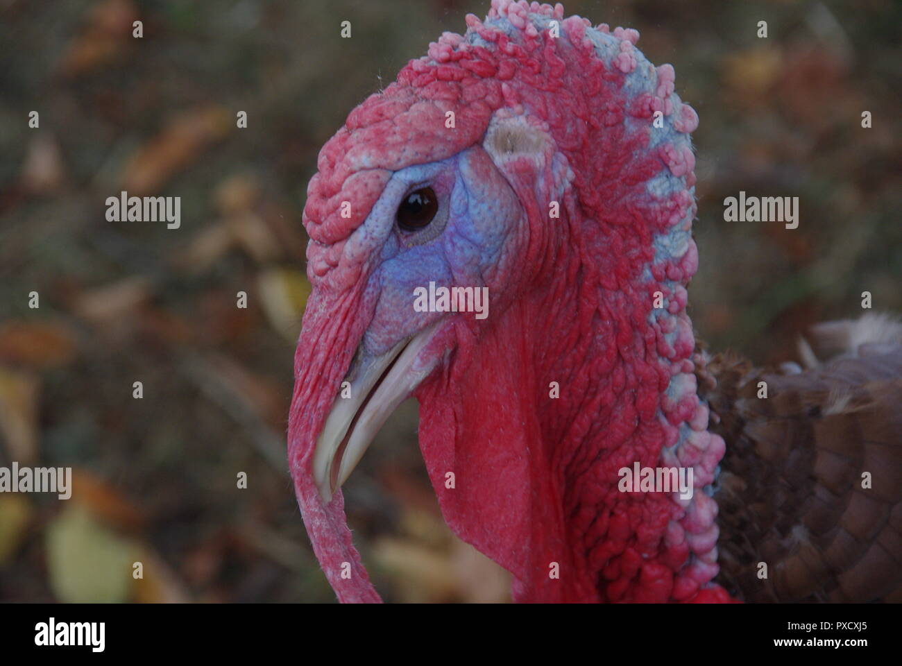 Turkeys butcher hi-res stock photography and images - Alamy