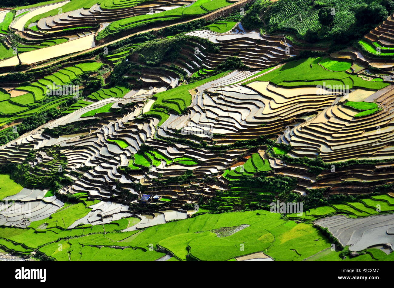 rice terraces Mu Cang Chai - the wonders of the farmers Stock Photo - Alamy