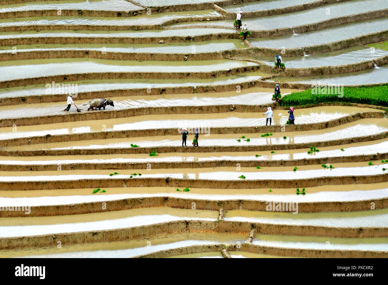 rice terraces Mu Cang Chai - the wonders of the farmers Stock Photo - Alamy