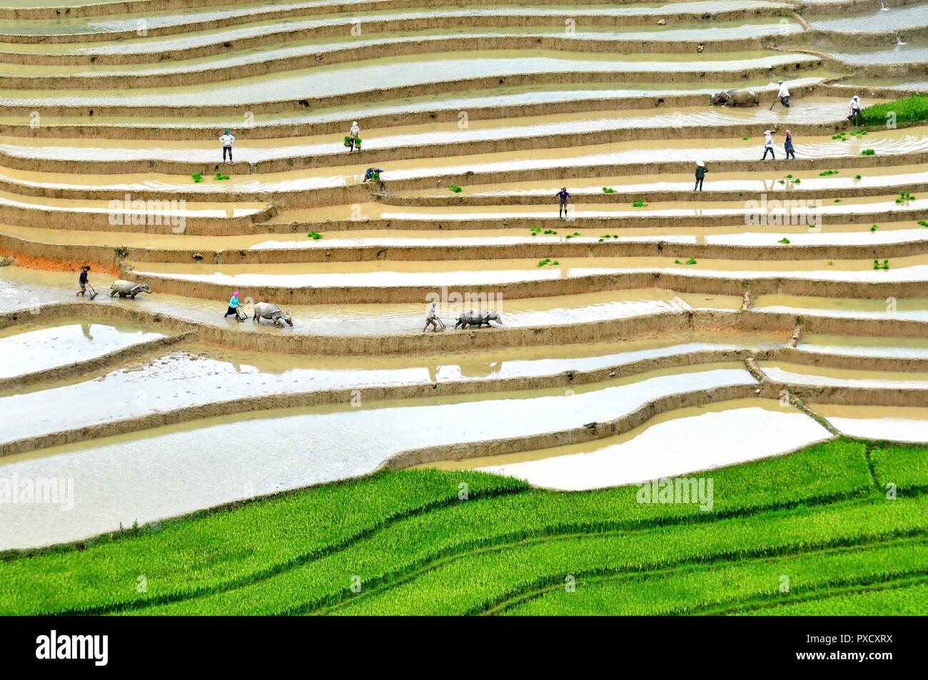 rice terraces Mu Cang Chai - the wonders of the farmers Stock Photo - Alamy