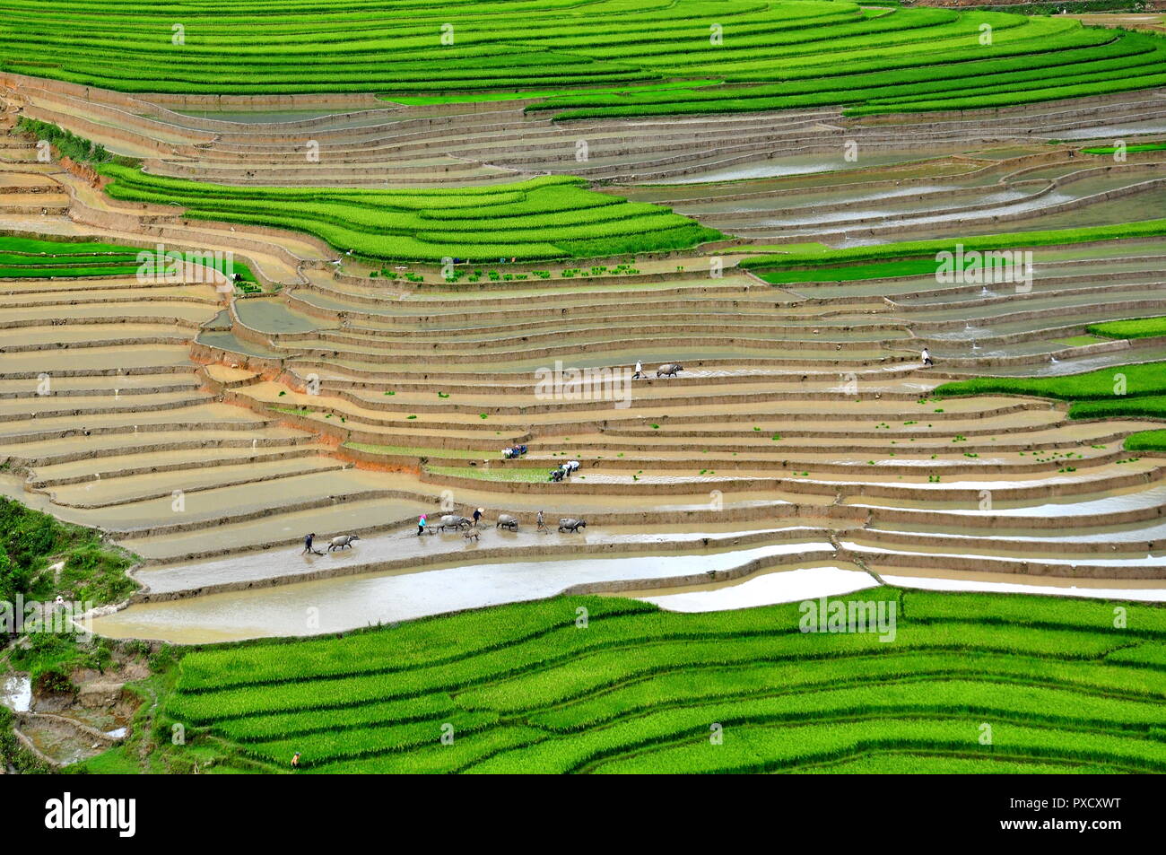rice terraces Mu Cang Chai - the wonders of the farmers Stock Photo - Alamy