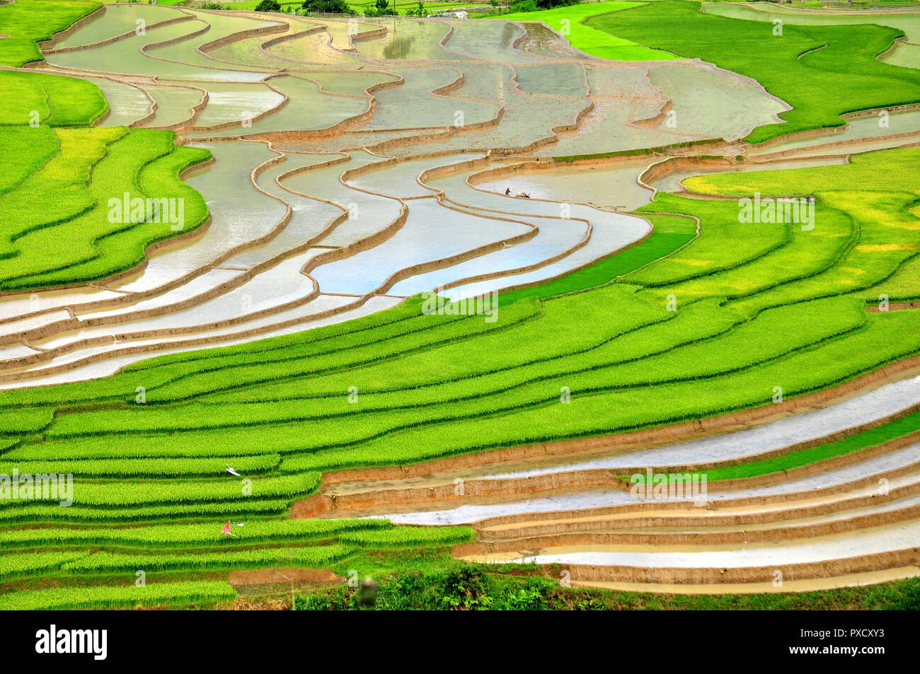 rice terraces Mu Cang Chai - the wonders of the farmers Stock Photo - Alamy