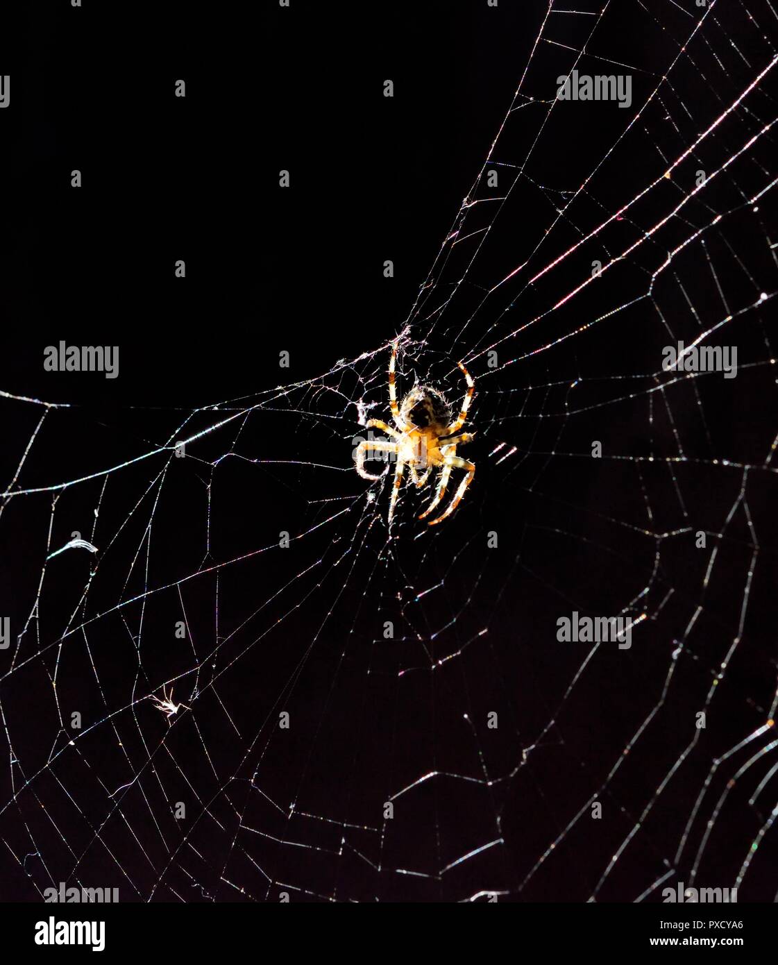 OrbWeaver spider Araneus Diadematus, European Garden Spider, Diadem ...