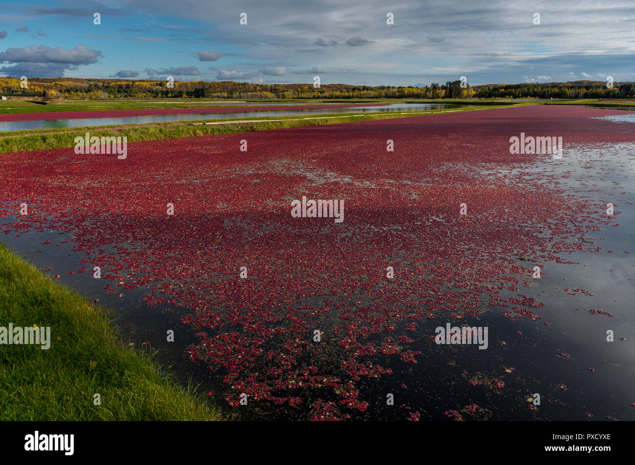 Cranberry Mach In Fall Red Berries Floating in Water Stock Photo - Alamy